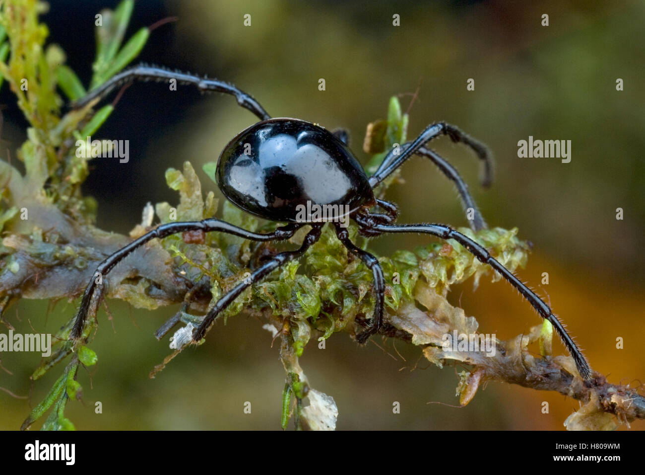 Mite (Thonius sp), the largest free-living mite in the world, Papua New ...