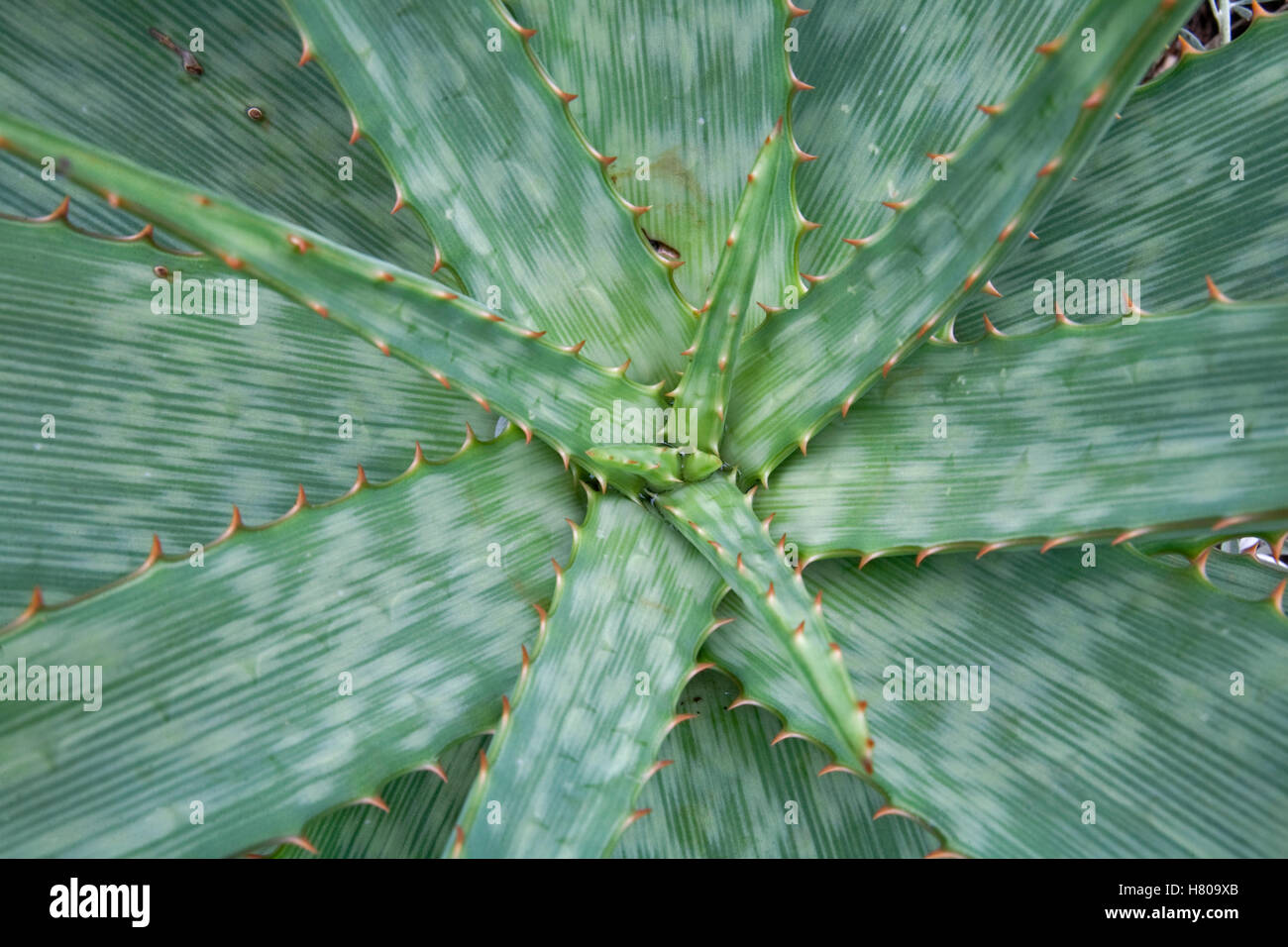 Aloe (Aloe sp), Limpopo, South Africa Stock Photo - Alamy