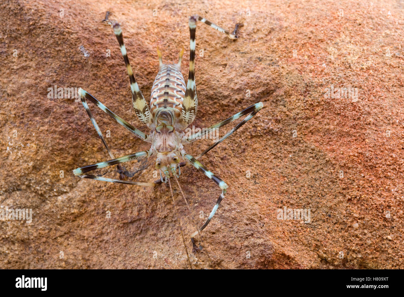 Cedarberg Katydid (Cedarbergeniana imperfecta) is endemic to one of two ...