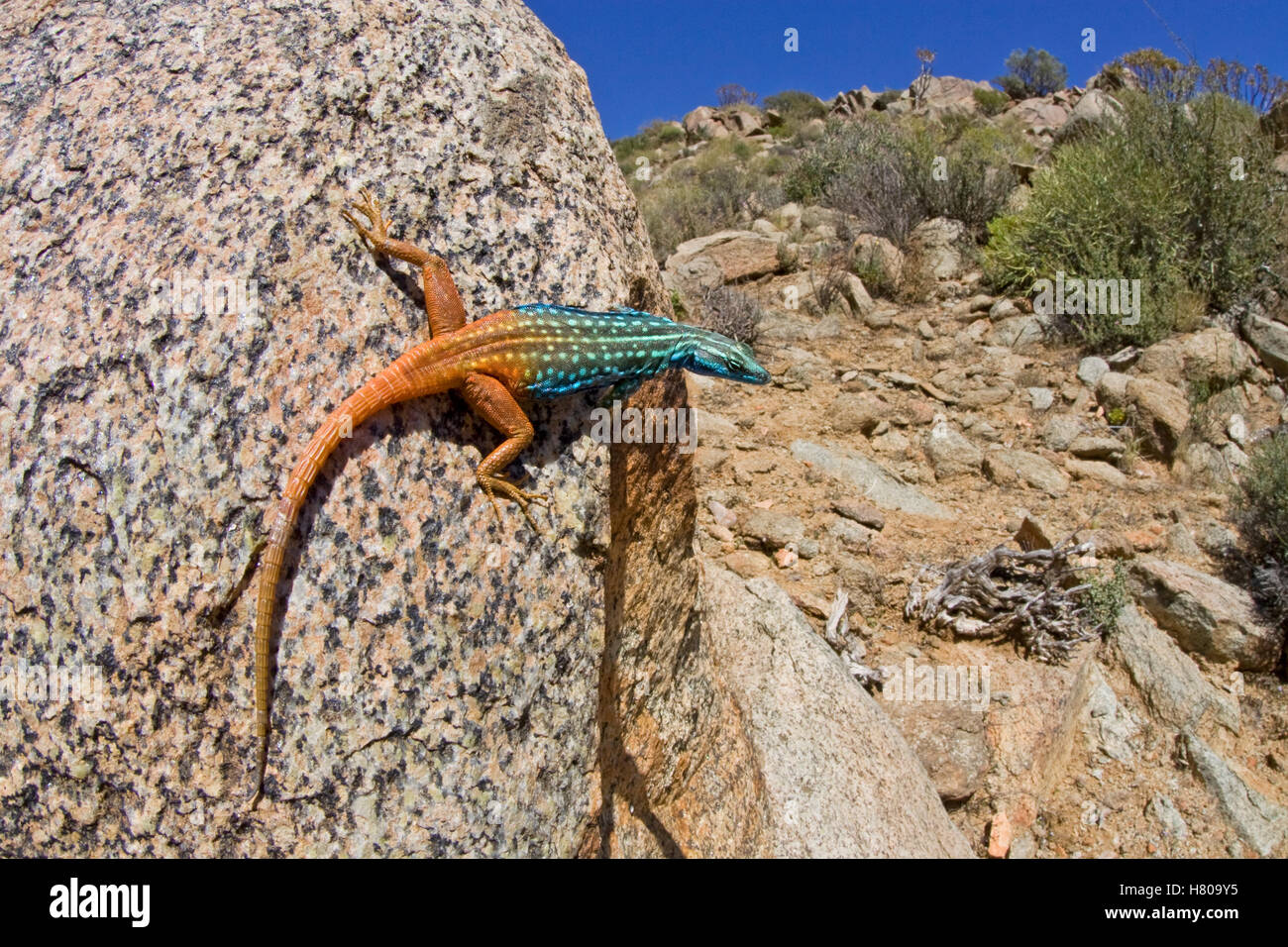 Cape Flat Lizard (Platysaurus capensis) male basking, South Africa ...