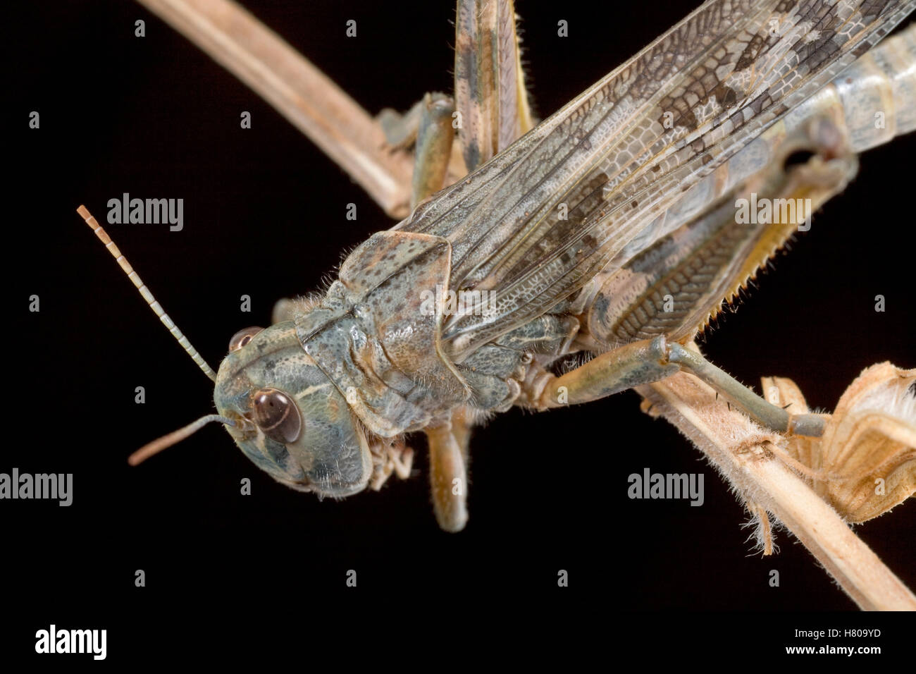 Brown Locust (Locustana pardalina), South Africa Stock Photo - Alamy