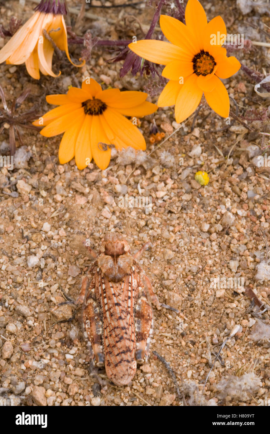 Toad Grasshopper (Batrachornis perloides) camouflaged on rocks, South ...
