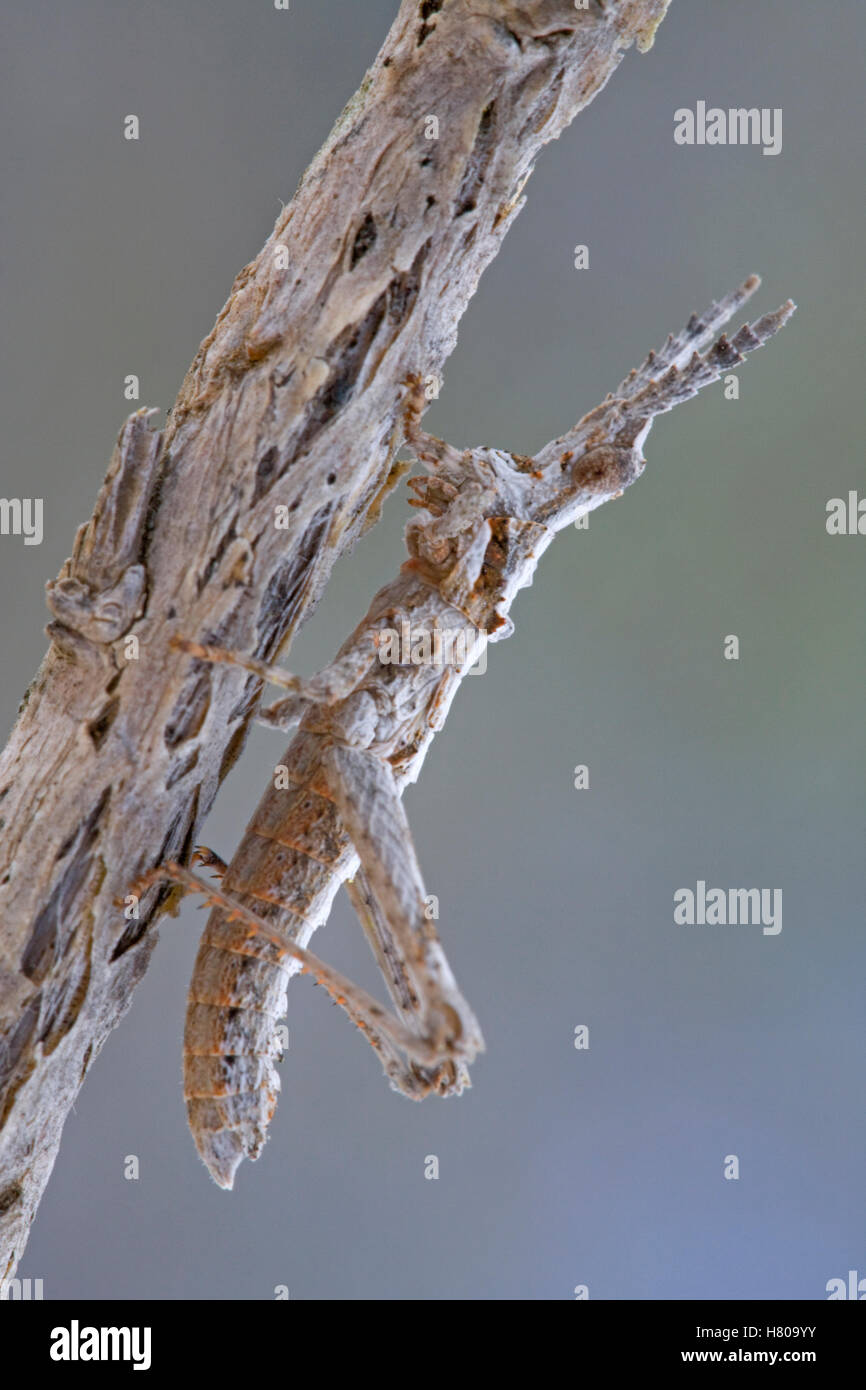Toad Grasshopper (Geloiomimus nasicus) camouflaged on branch, South ...