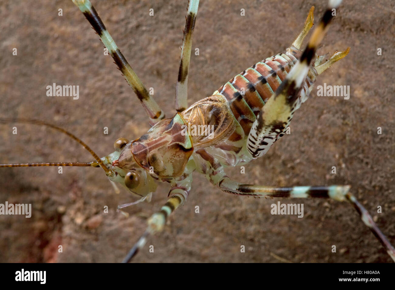 Cedarberg Katydid (Cedarbergeniana imperfecta) is endemic to one of two ...