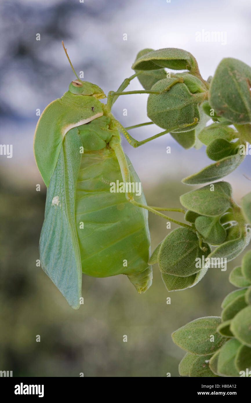 Bladder Grasshopper (Pneumoridae), South Africa Stock Photo - Alamy