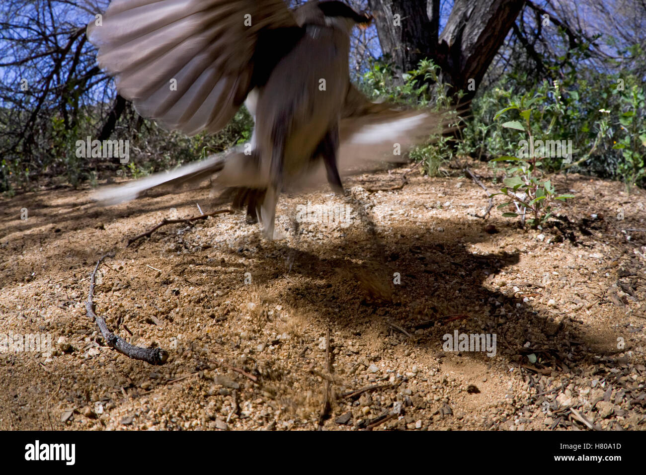Common Fiscal (Lanius collaris) predating on grasshopper, South Africa ...
