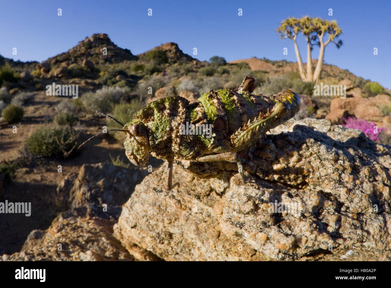 Grasshopper (Pamphagidae) in succulent karoo habitat, South Africa ...