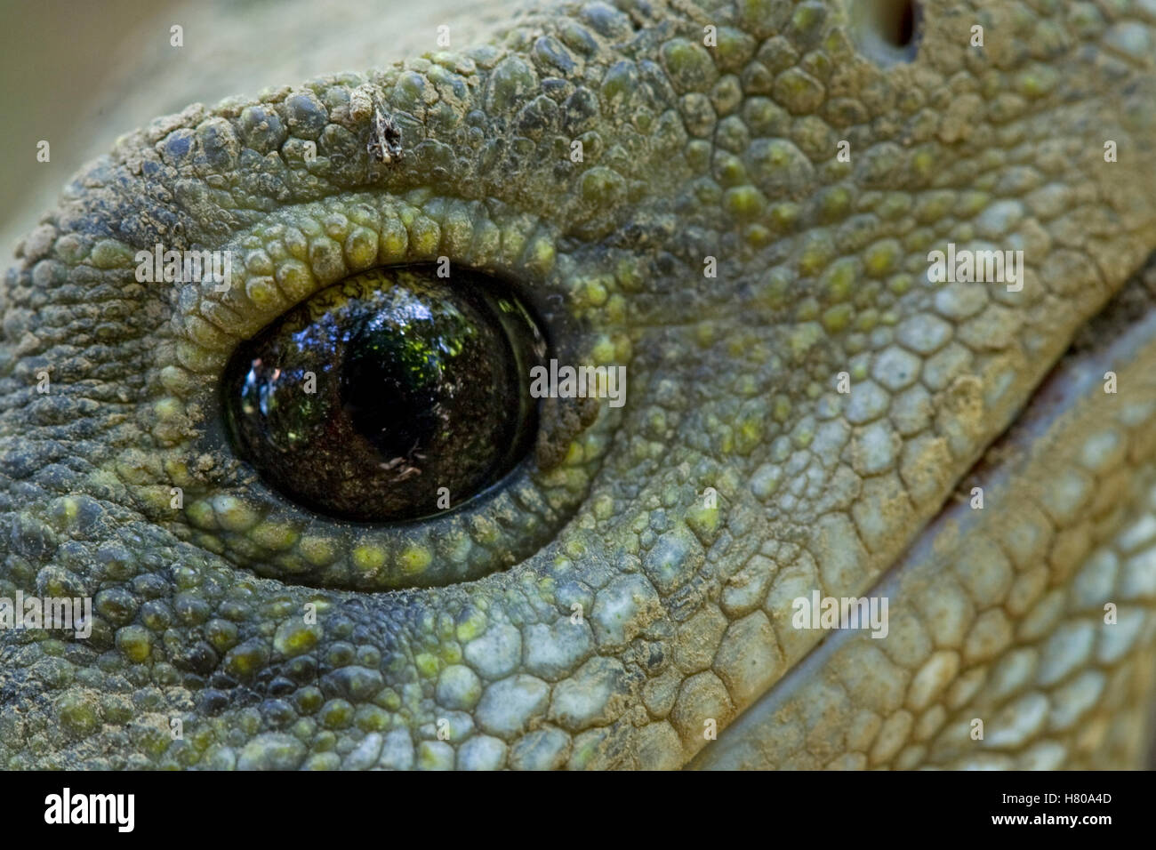 Tuatara (Sphenodon punctatus) eye, New Zealand Stock Photo - Alamy