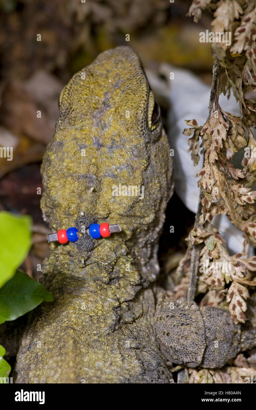 Tuatara (Sphenodon punctatus) with color bands for research, New ...
