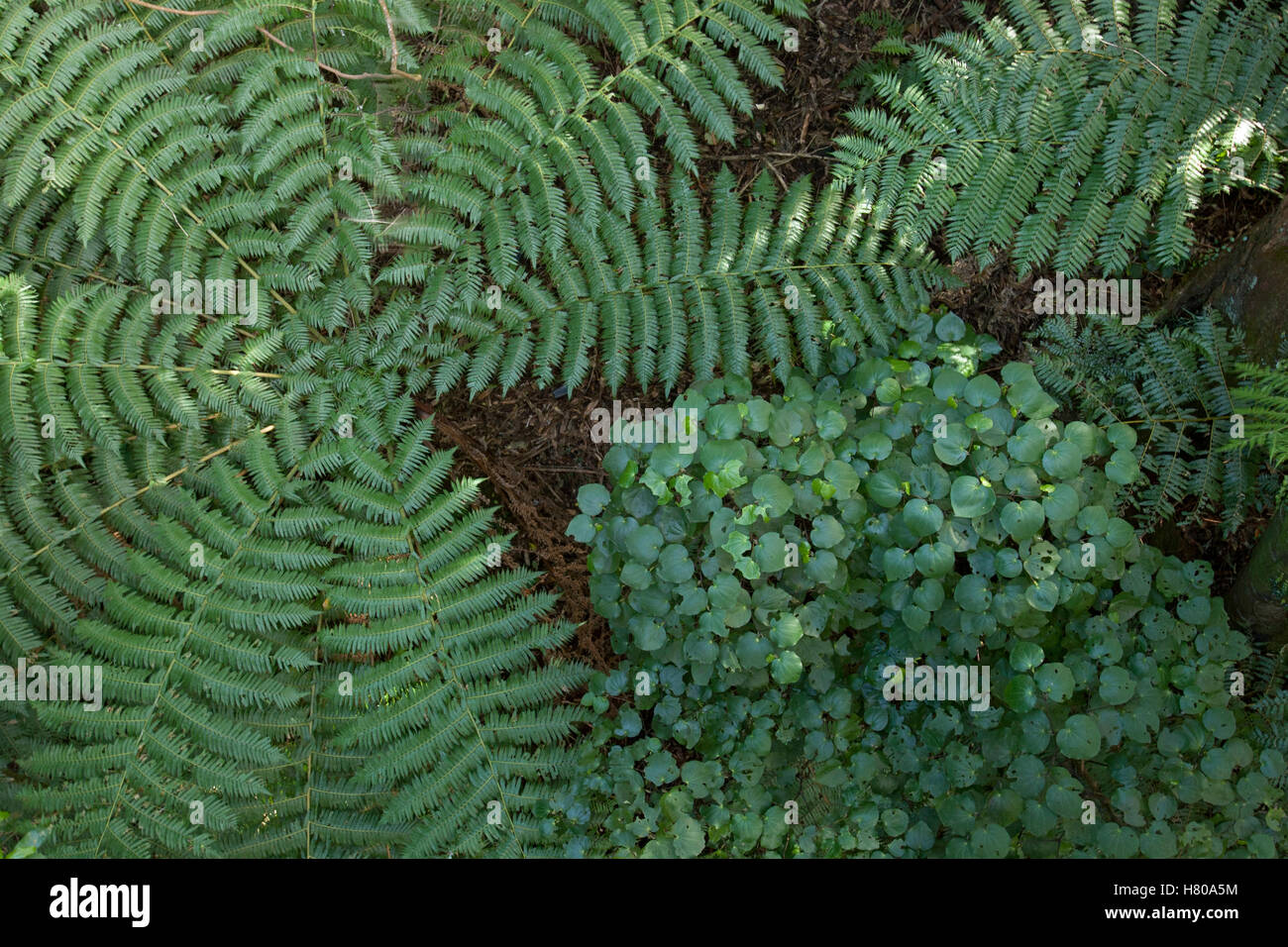Treefern (Cyathea sp) and Kawakawa (Macropiper excelsum), New Zealand ...
