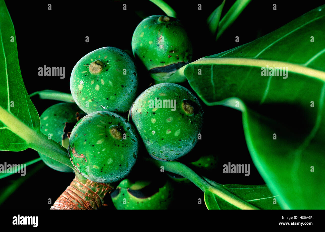 Amate (Ficus obtusifolia) fruit, Barro Colorado Island, Panama Stock ...