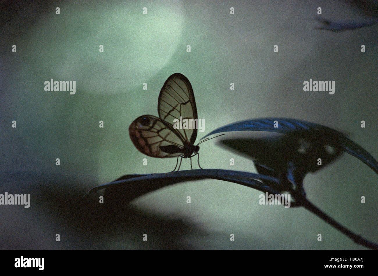 Blush Butterfly (Cithaerias menander), Barro Colorado Island, Panama ...