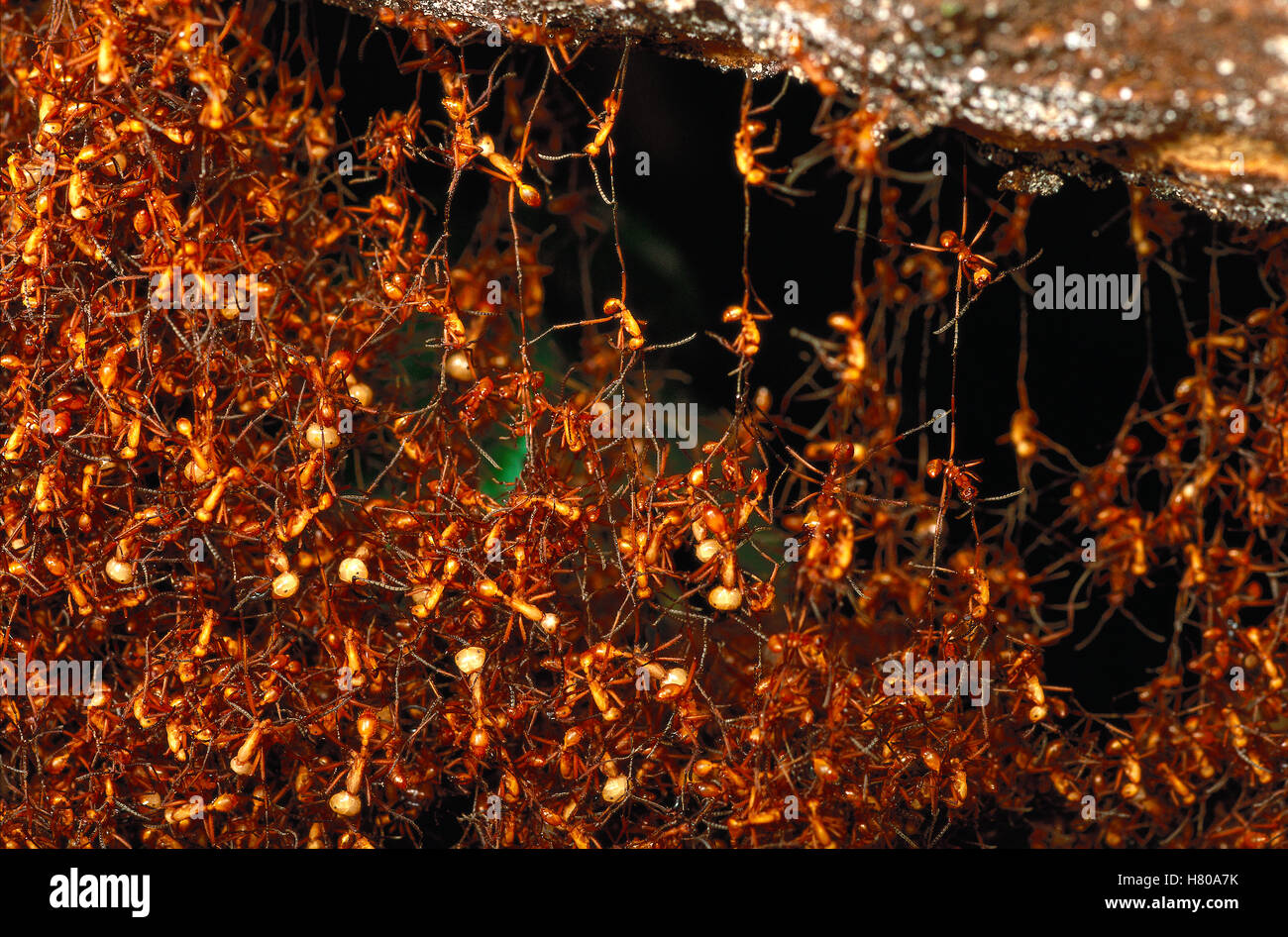 Army Ant (Eciton hamatum) nest constructed completely of ants hanging ...