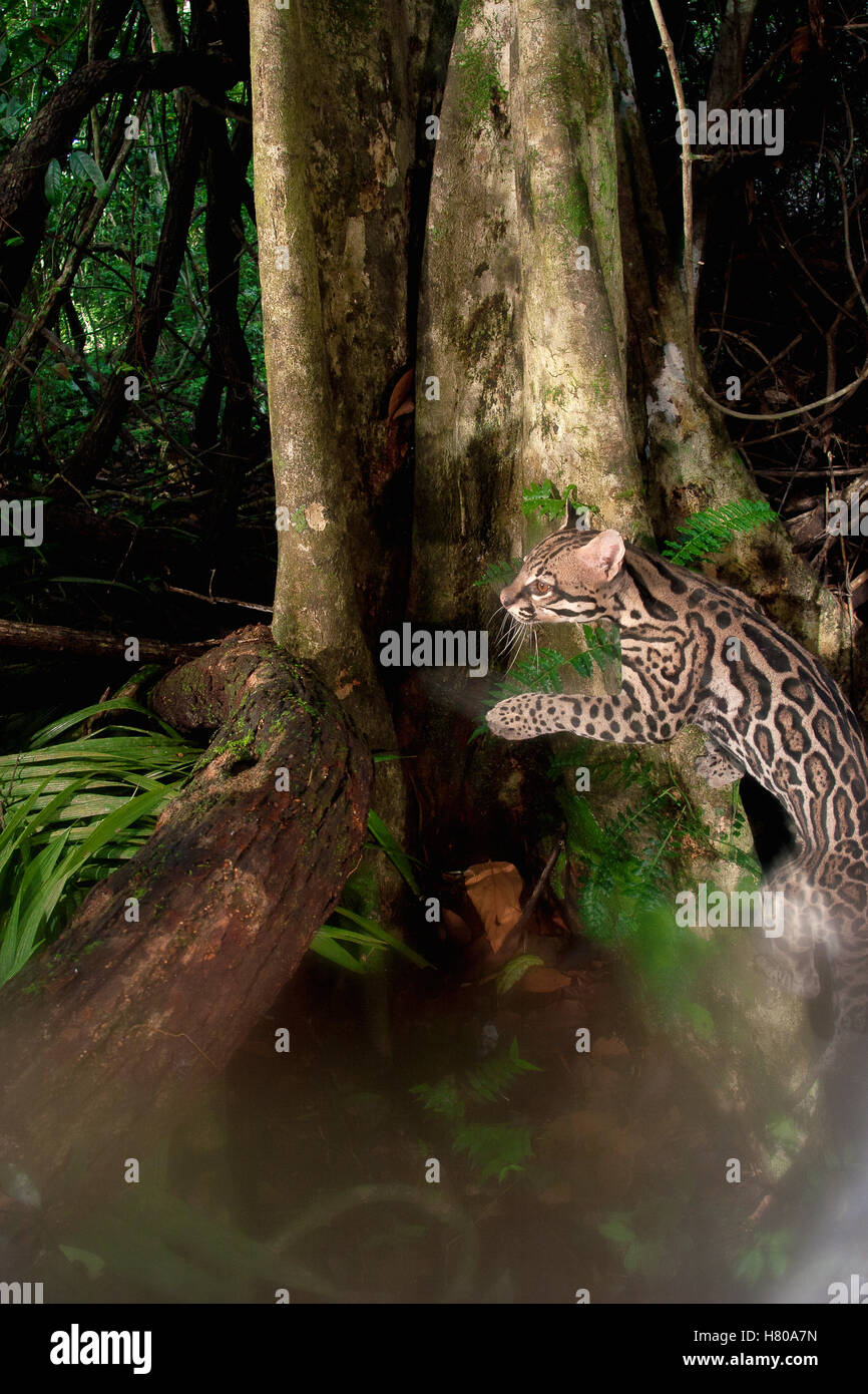 Ocelot (Leopardus pardalis) young female climbing tree, Barro Colorado ...