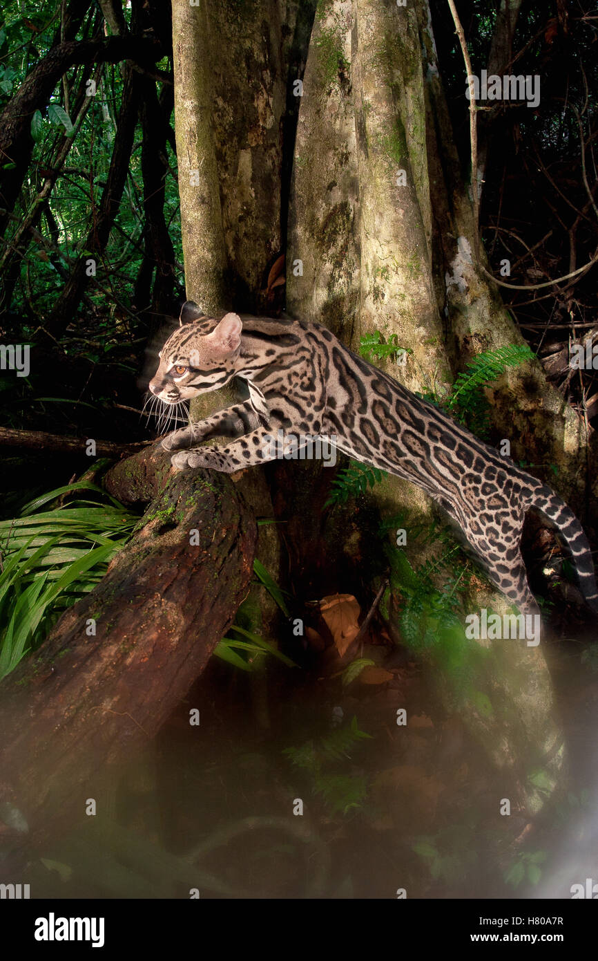 Ocelot (Leopardus pardalis) young female climbing tree, Barro Colorado ...