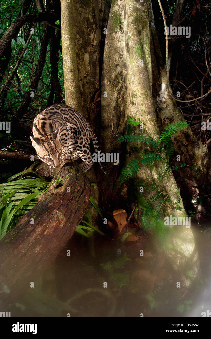 Ocelot (Leopardus pardalis) young female climbing tree, Barro Colorado ...