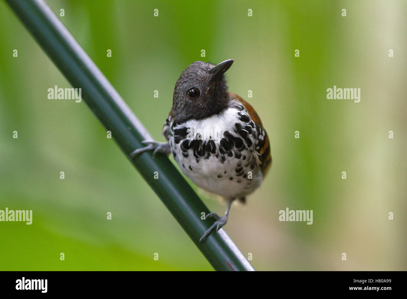 Spotted Antbird (Hylophylax naevioides) male, Barro Colorado Island ...