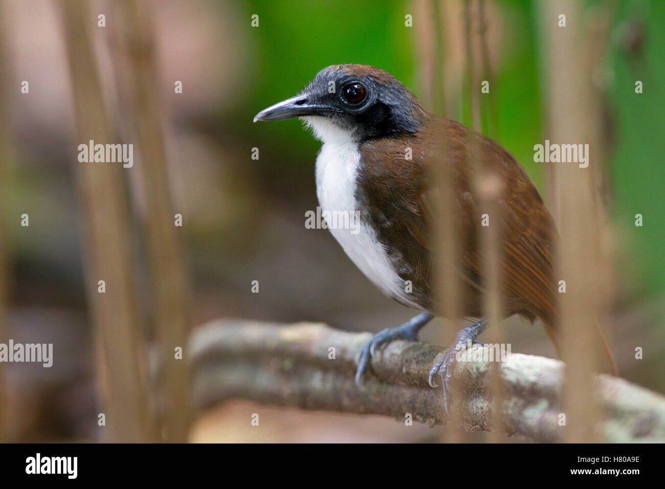 White-cheeked Antbird (Gymnopithys leucaspis), Barro Colorado Island ...