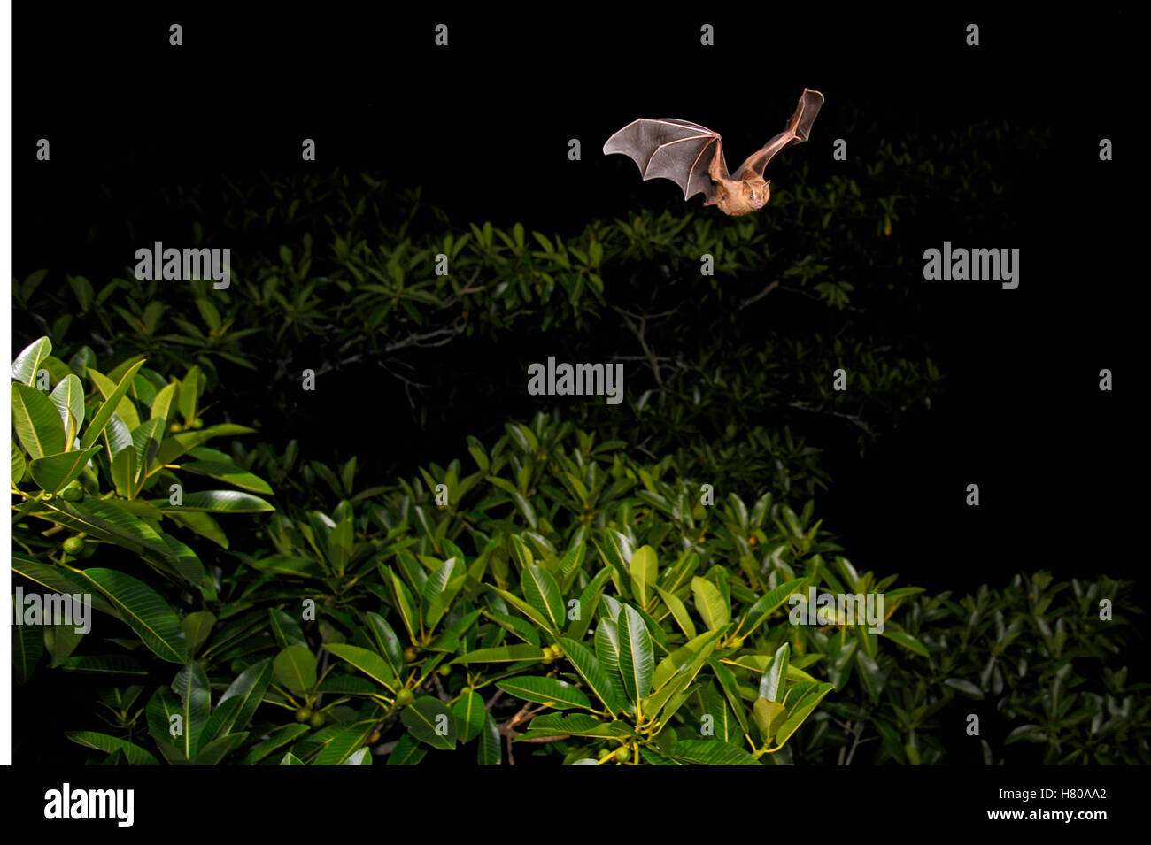 Great Fruit-eating Bat (Artibeus lituratus) flying, Barro Colorado ...