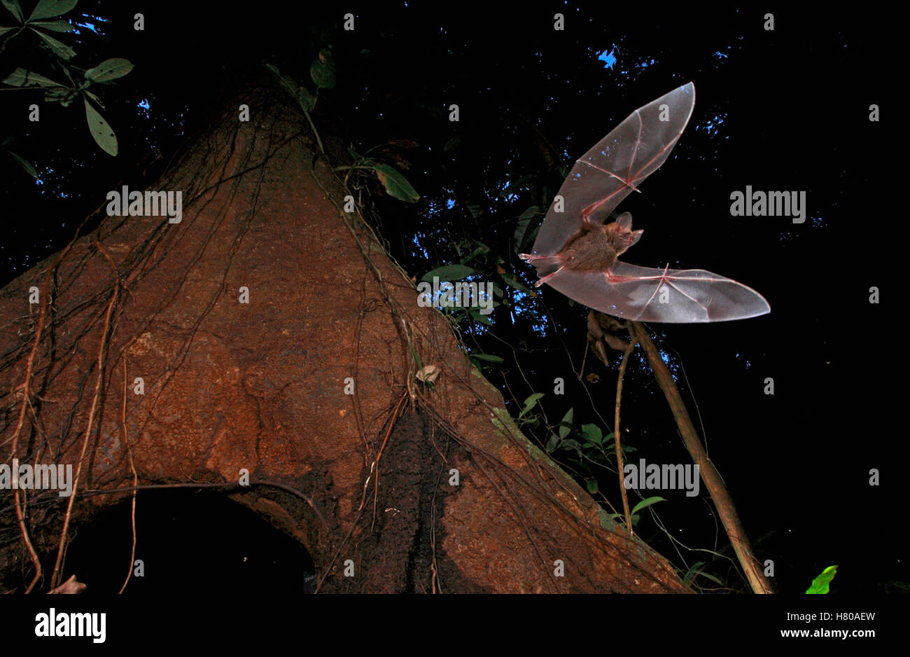 Fringe-lipped Bat (Trachops cirrhosus) leaving roost, Barro Colorado ...