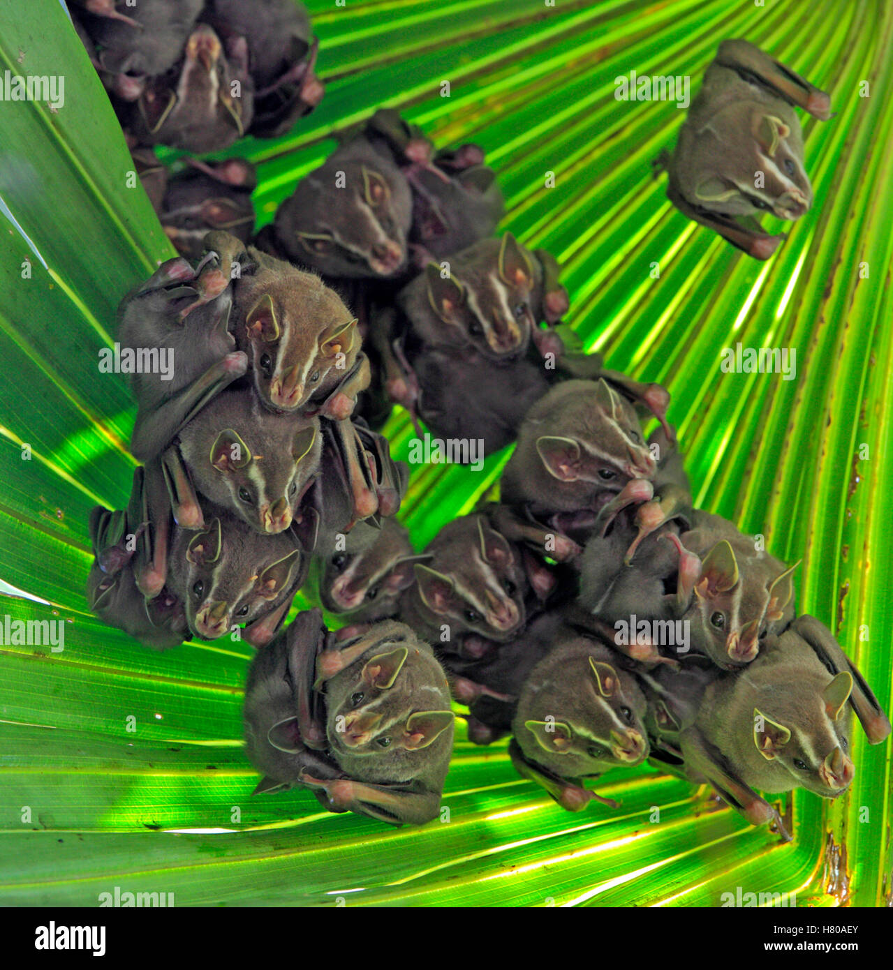 Peters' Tent-making Bat (Uroderma bilobatum) group roosting under large ...