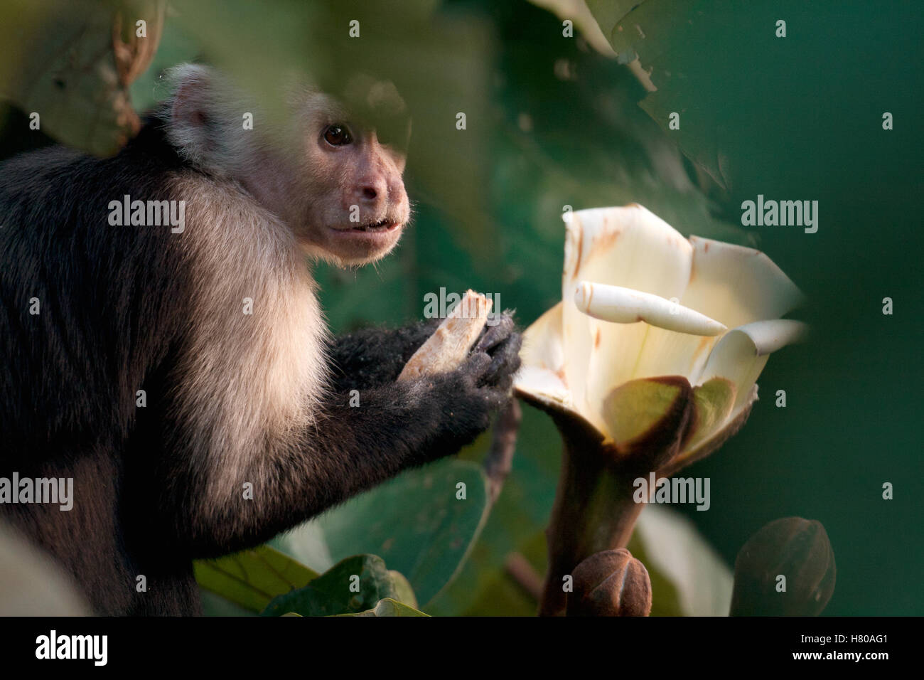 White-faced Capuchin (Cebus capucinus) in canopy feeding on Balsa ...