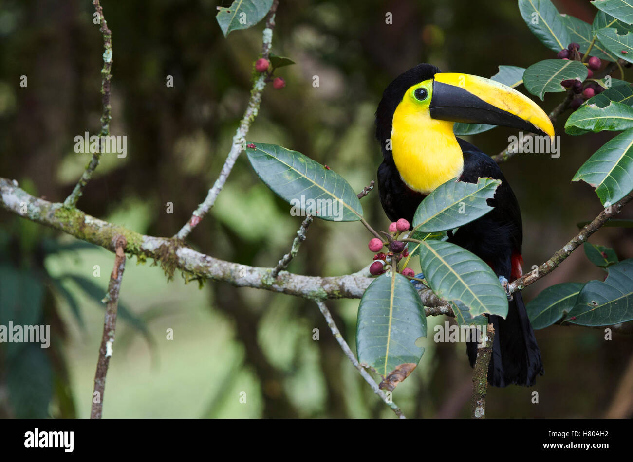 Choco Toucan (Ramphastos brevis), Mindo Cloud Forest, Ecuador Stock ...