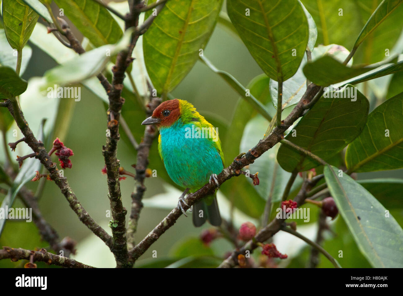 Bay-headed Tanager (Tangara gyrola), Mindo Cloud Forest, Ecuador Stock ...