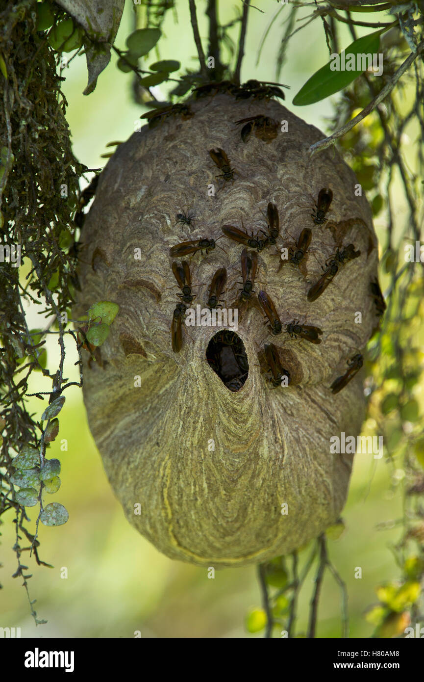 Wasp (Vespidae) nest with wasps, Mindo Cloud Forest, Ecuador Stock ...