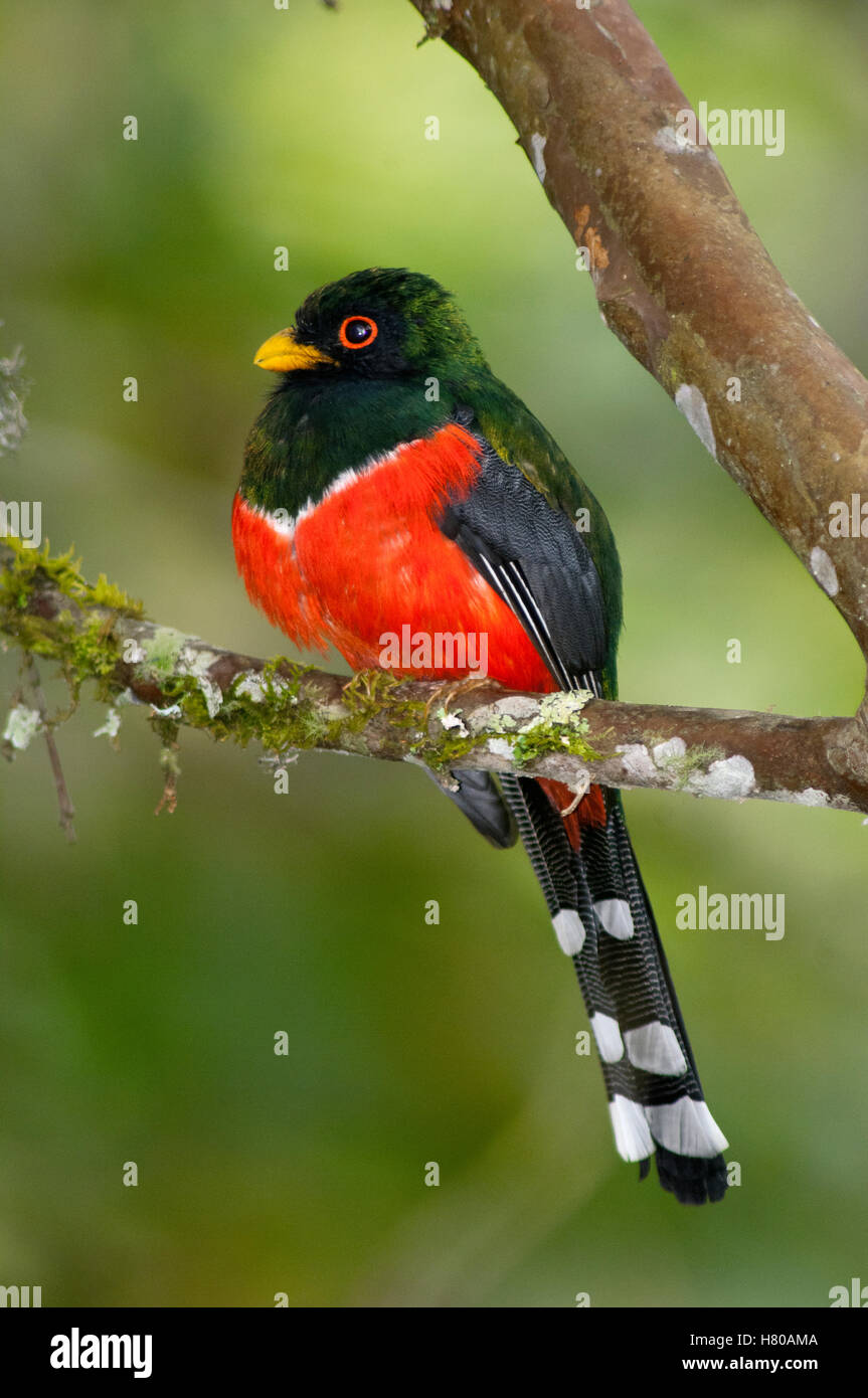 Masked Trogon (Trogon personatus), Intag Valley, northwest Ecuador ...