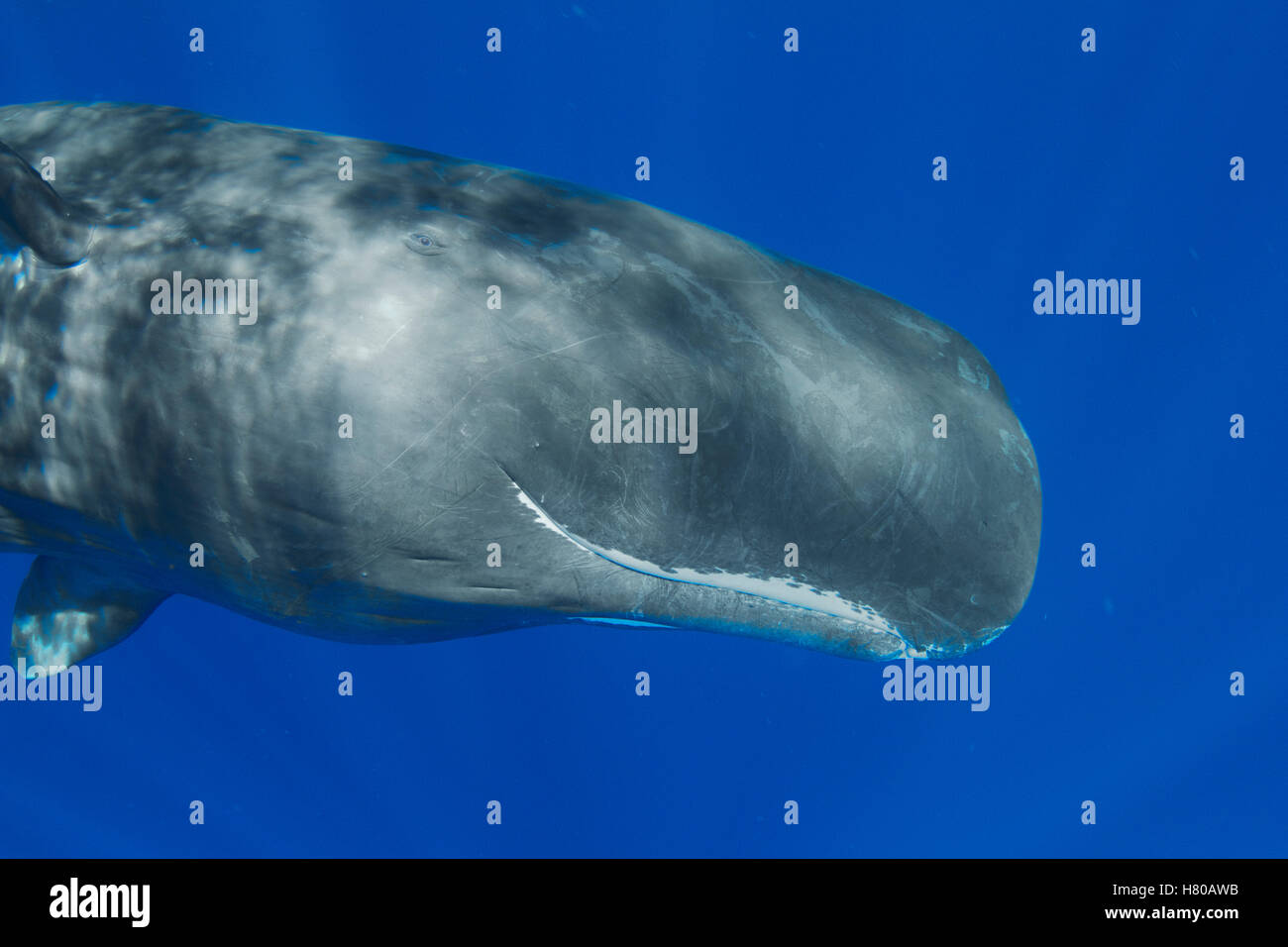 Sperm Whale (Physeter macrocephalus) head showing eye, Caribbean Sea ...