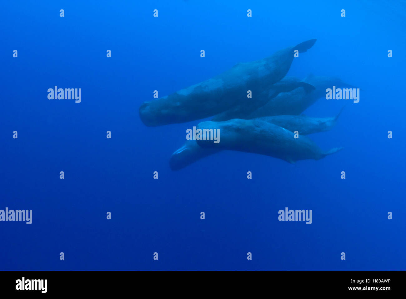 Sperm Whale (Physeter macrocephalus) pod swimming in close formation, Caribbean Sea, Dominica ...