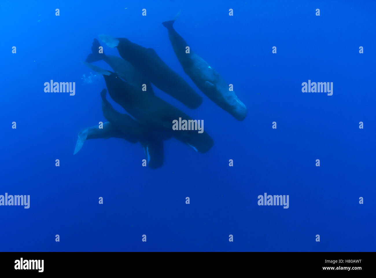 Sperm Whale (Physeter macrocephalus) pod swimming in close formation, Caribbean Sea, Dominica ...