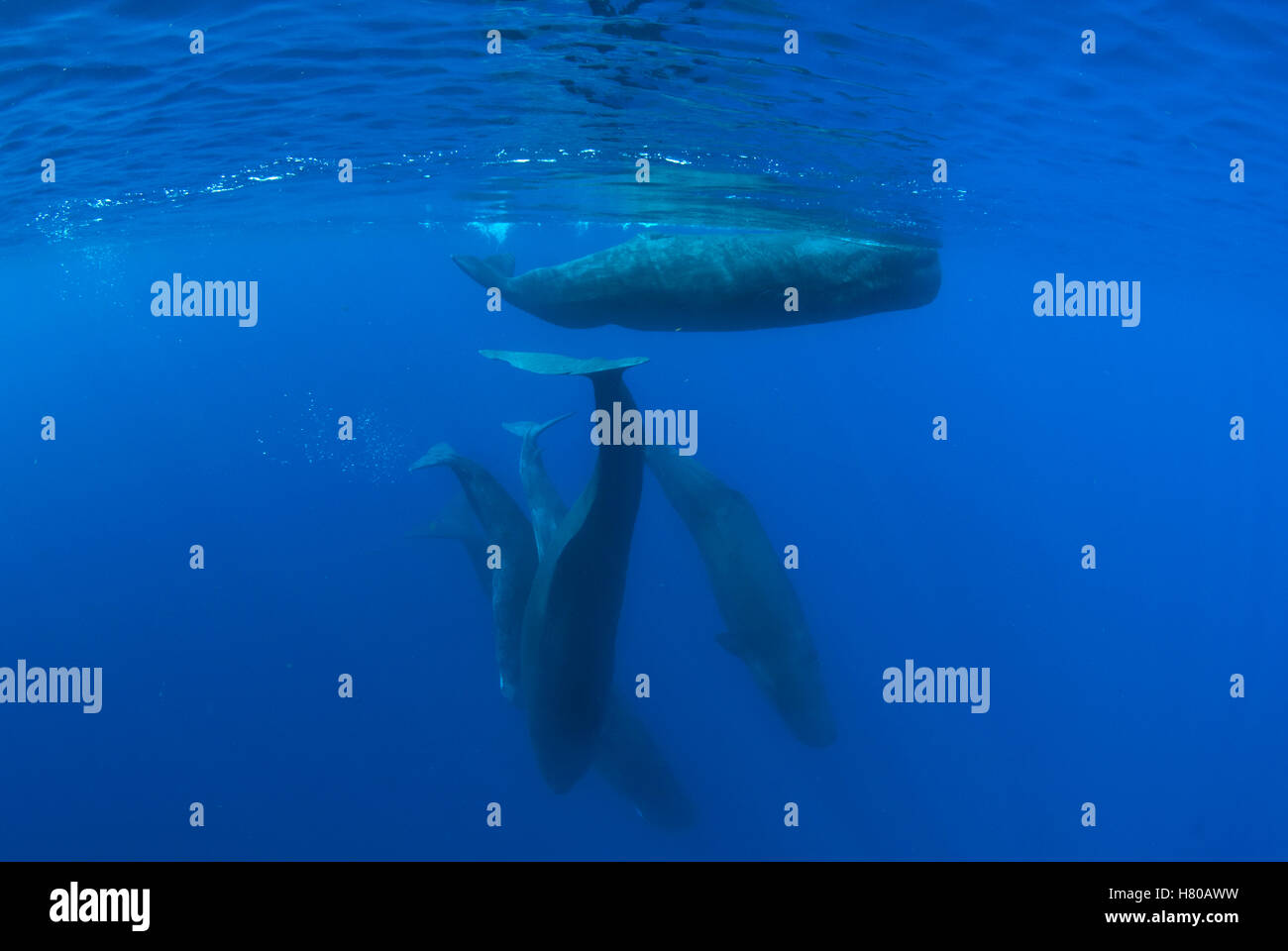 Sperm Whale (Physeter macrocephalus) group, Caribbean Sea, Dominica Stock Photo - Alamy