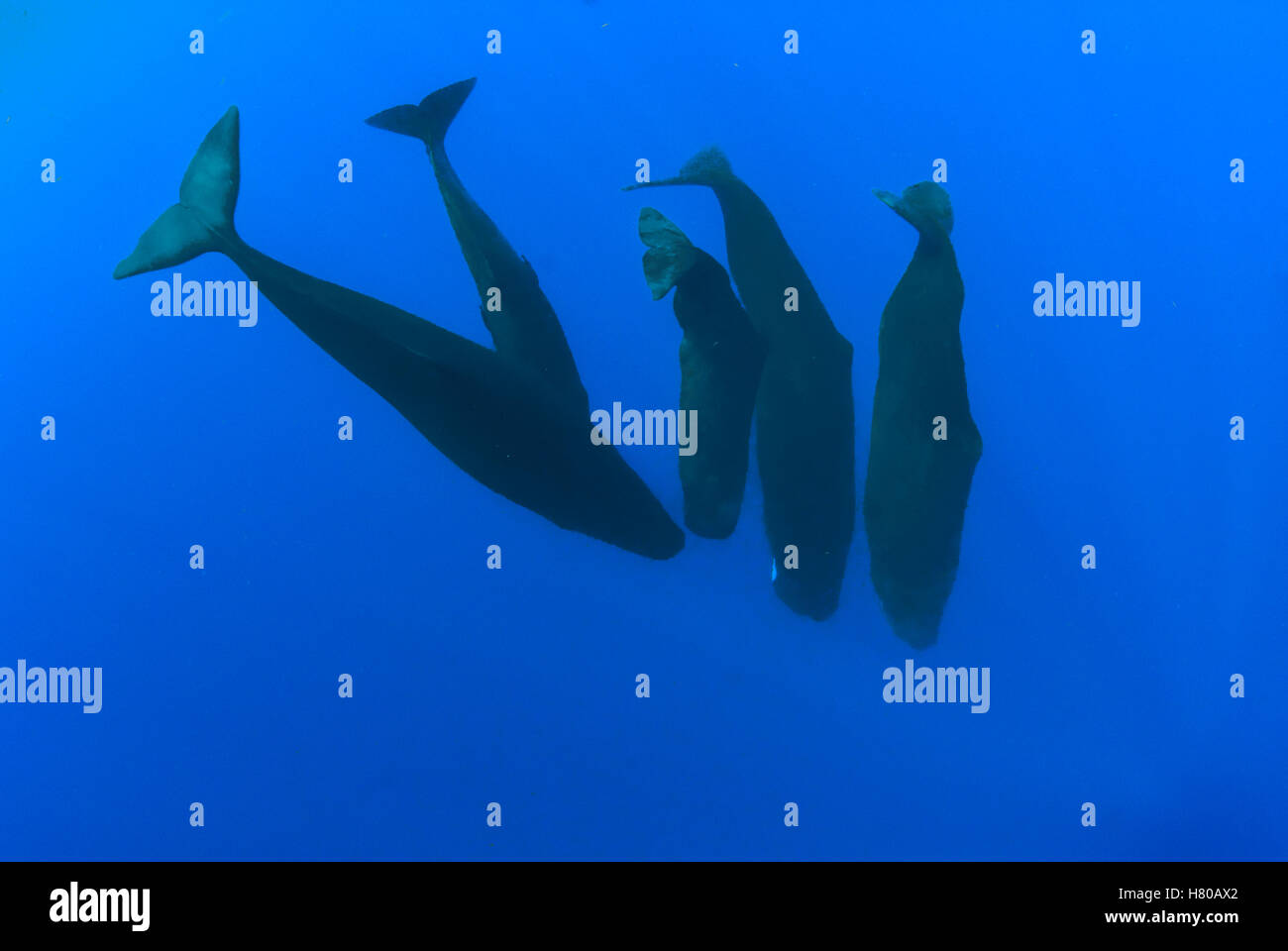 Sperm Whale (Physeter macrocephalus) group underwater, Caribbean Sea, Dominica Stock Photo - Alamy