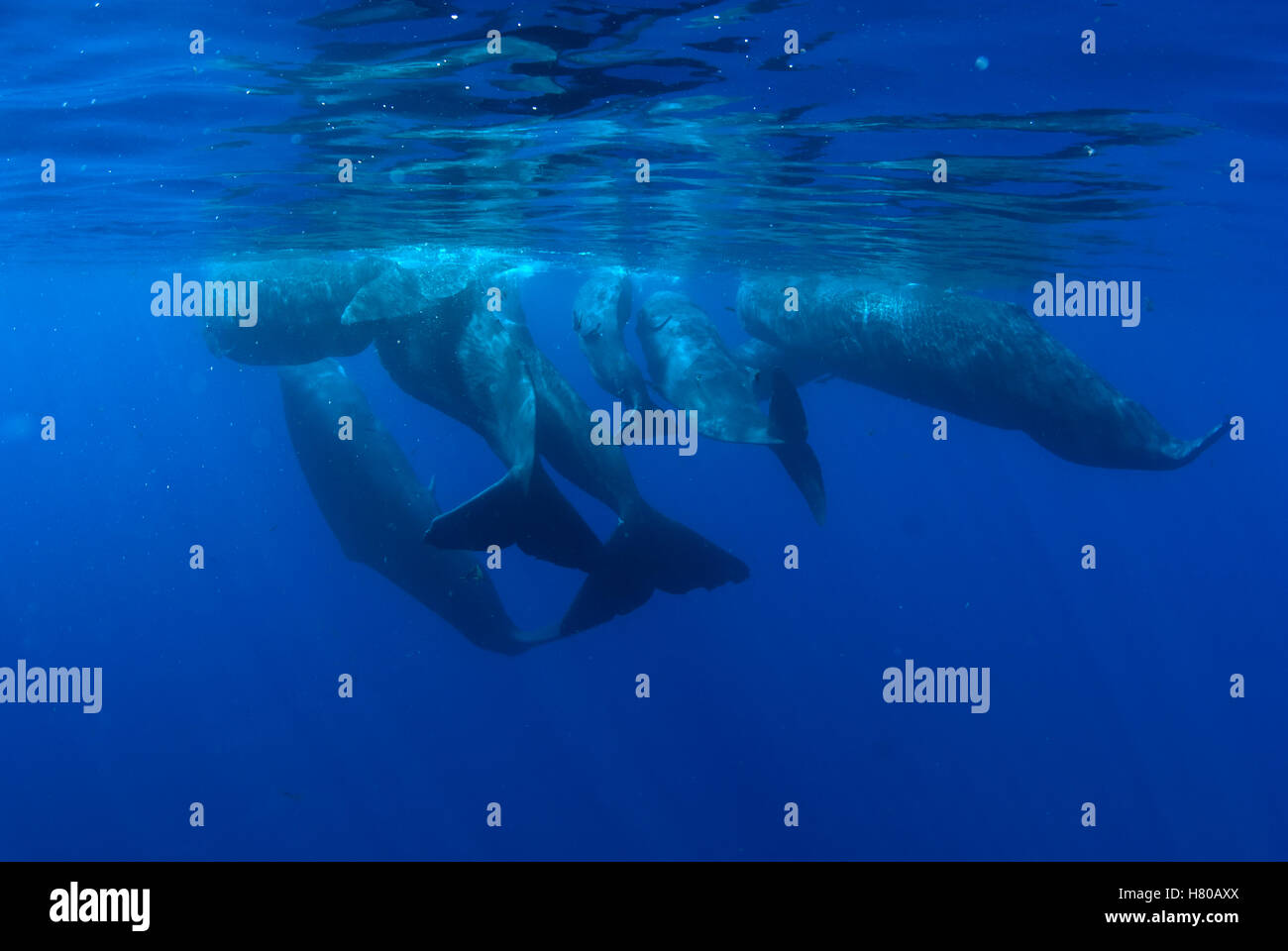 Sperm Whale (Physeter macrocephalus) group of eight in close formation, Caribbean Sea, Dominica ...