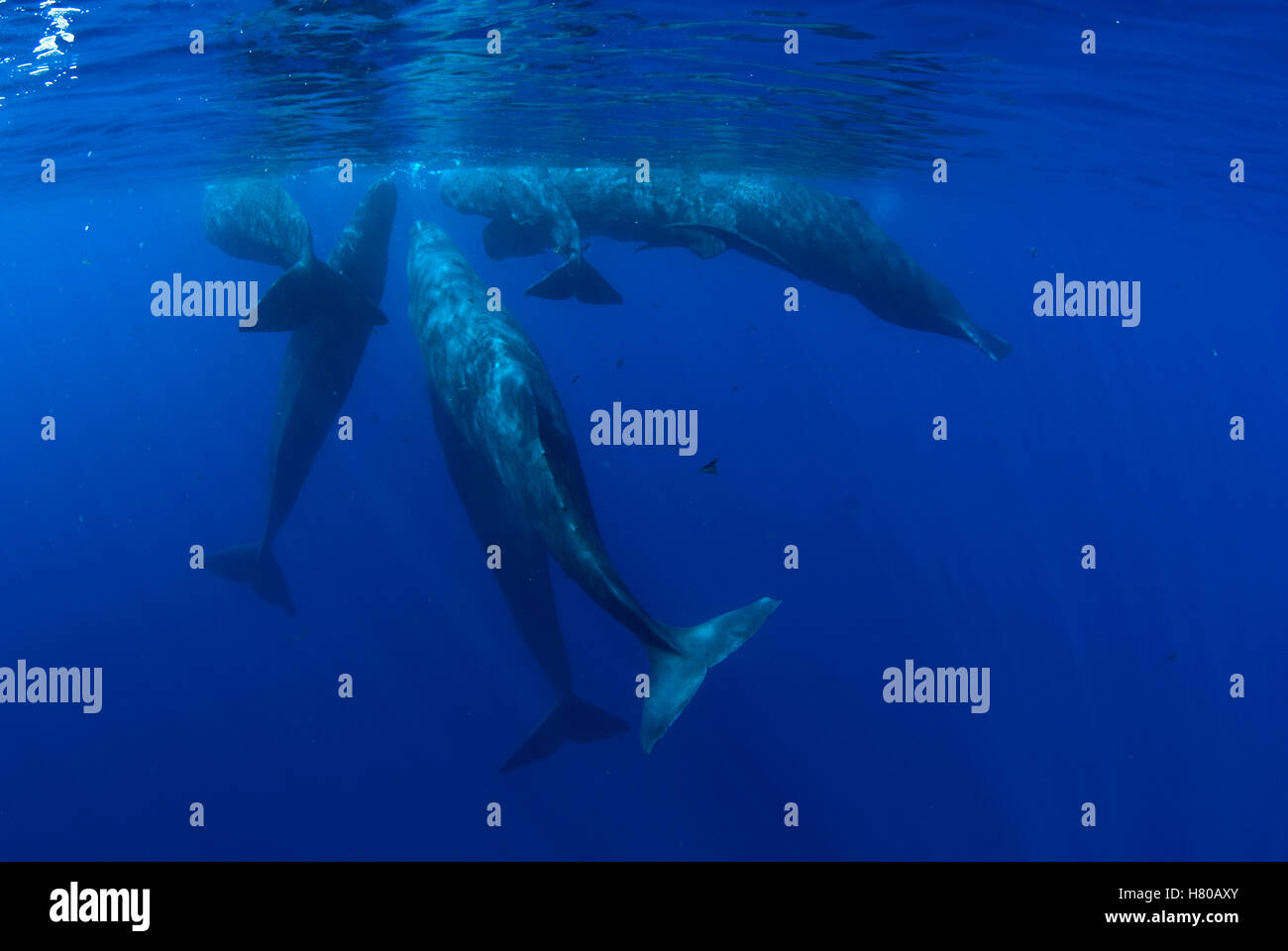 Sperm Whale (Physeter macrocephalus) group with pieces of skin in water, Caribbean Sea, Dominica ...