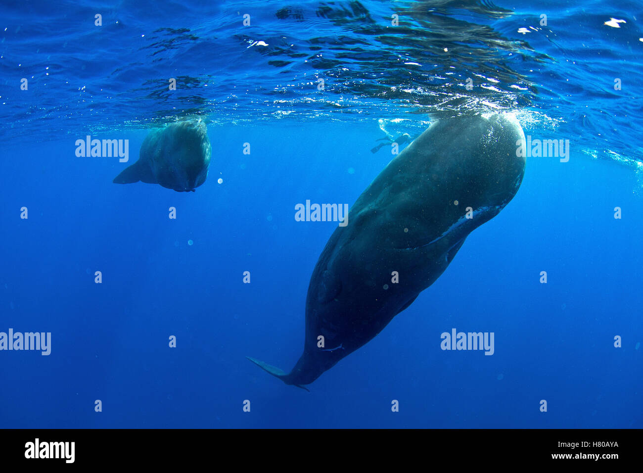 Sperm Whale (Physeter macrocephalus) with diver, Caribbean Sea, Dominica Stock Photo - Alamy