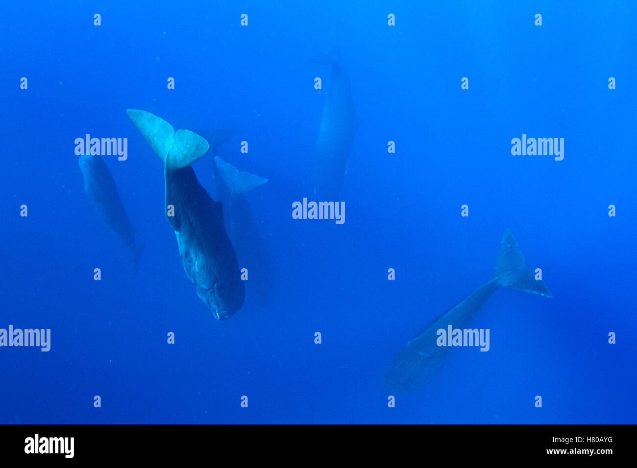 Sperm Whale (Physeter macrocephalus) group of six floating vertically, Caribbean Sea, Dominica ...