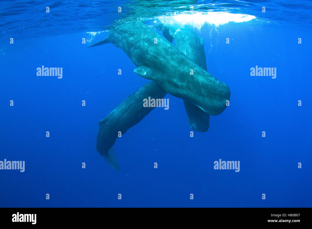 Sperm Whale (Physeter macrocephalus) trio, Caribbean Sea, Dominica Stock Photo - Alamy