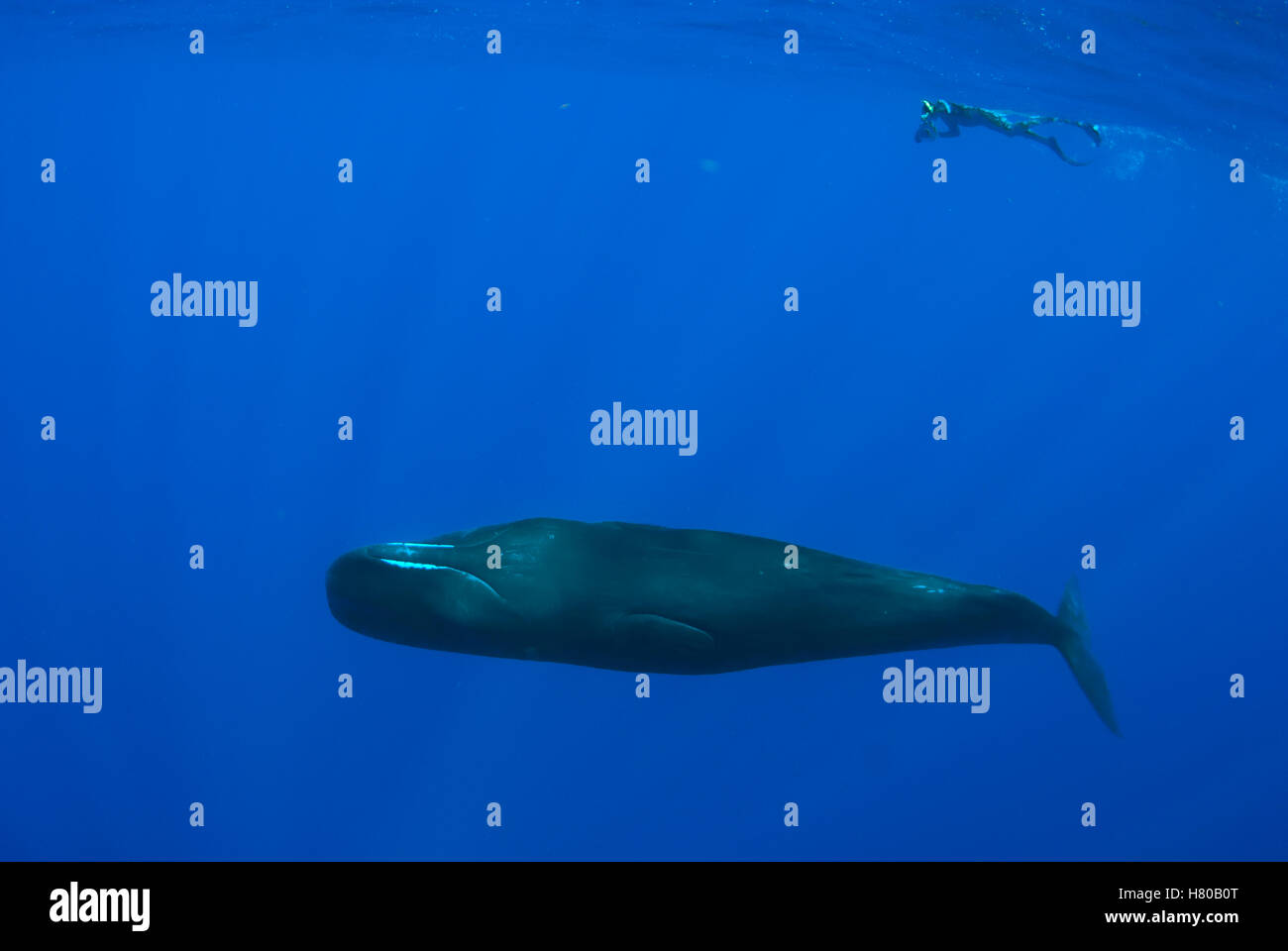 Sperm Whale (Physeter macrocephalus) with diver, Caribbean Sea, Dominica Stock Photo - Alamy
