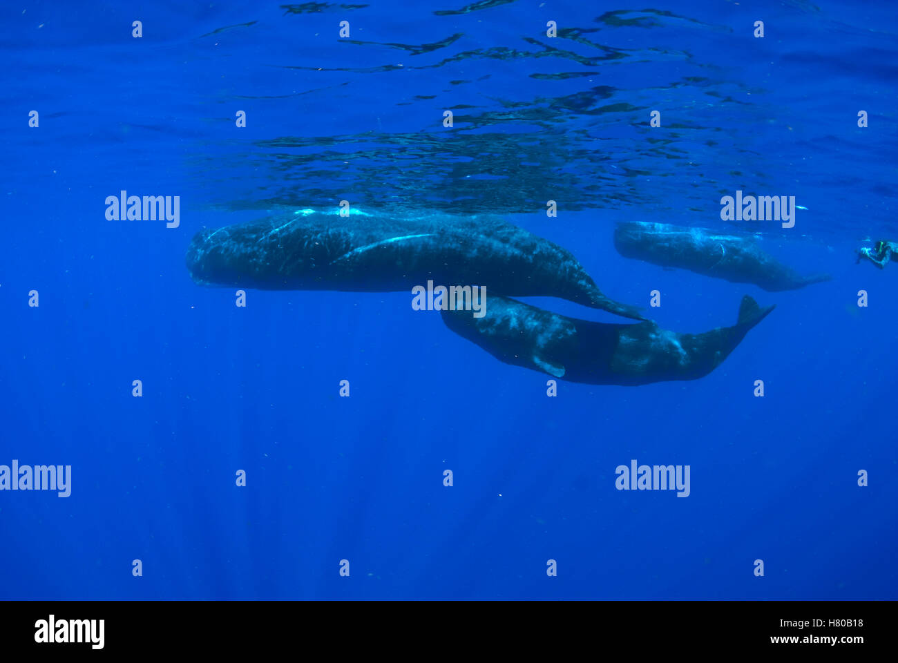 Sperm Whale (Physeter macrocephalus) trio with diver, Caribbean Sea, Dominica Stock Photo - Alamy
