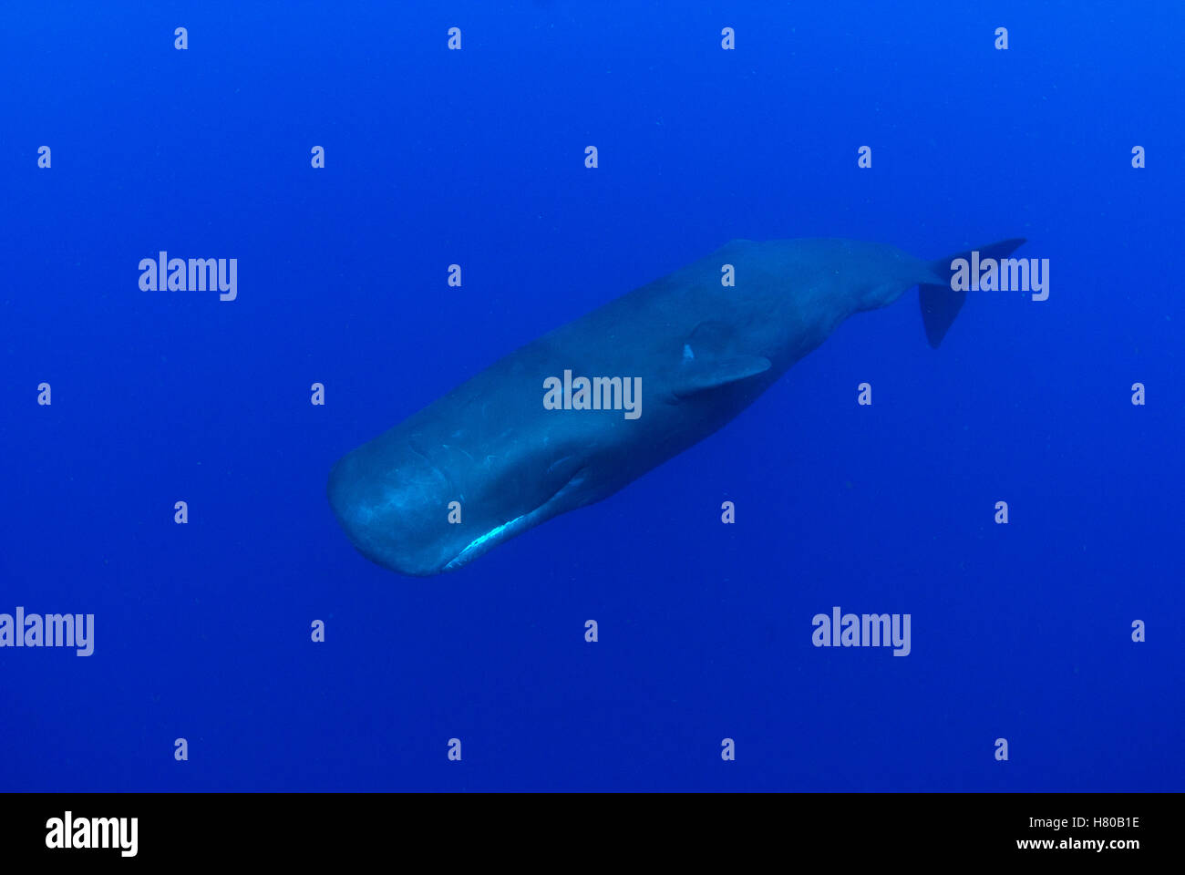 Sperm Whale (Physeter macrocephalus), Caribbean Sea, Dominica Stock Photo - Alamy