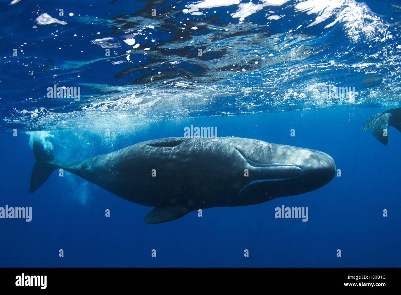 Sperm Whale (Physeter macrocephalus) underside showing jaw, Caribbean Sea, Dominica Stock Photo ...