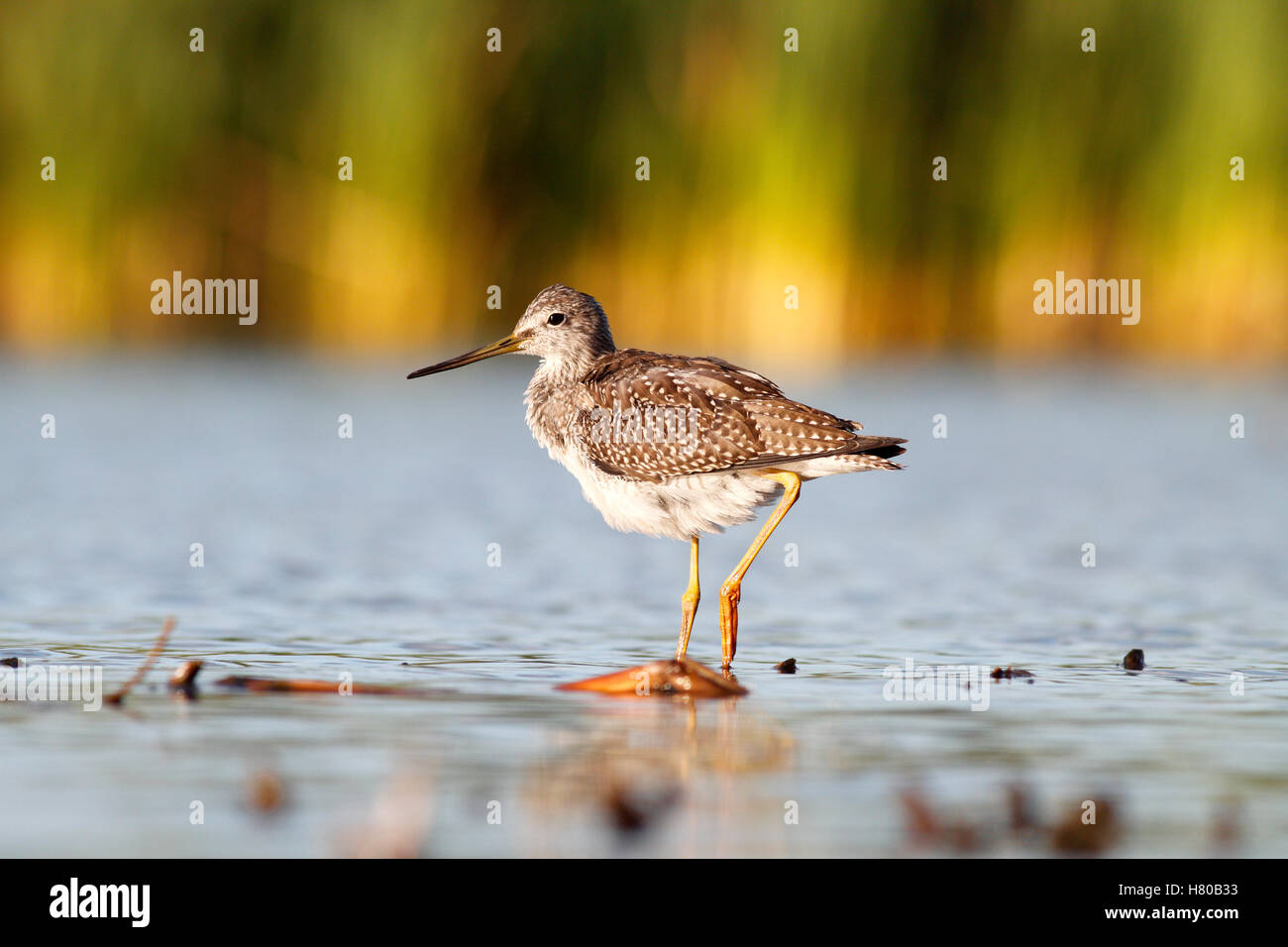 Greater Yellowlegs (Tringa melanoleuca), Amherst Point Federal ...
