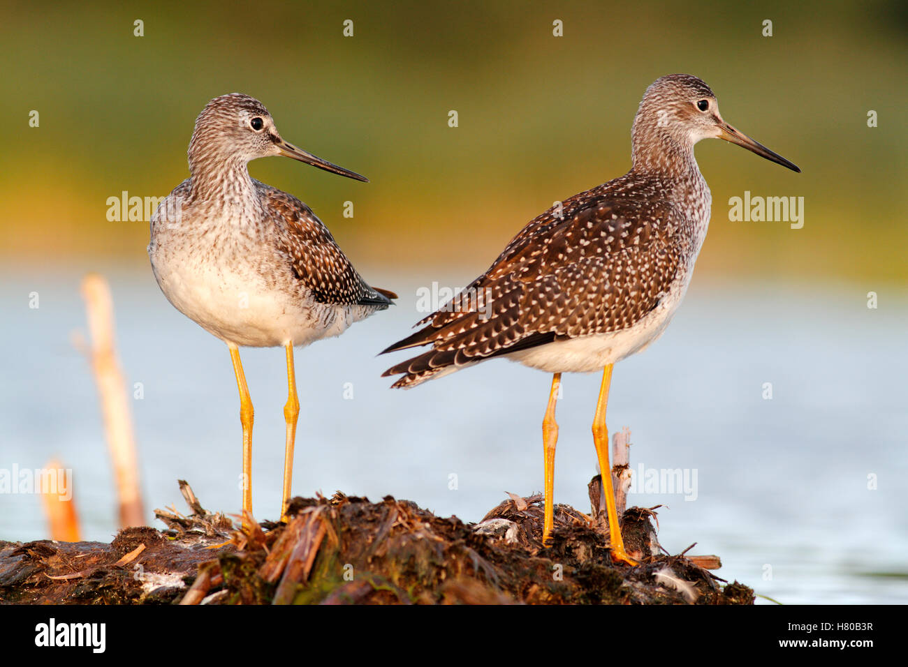 Greater Yellowlegs (Tringa melanoleuca) pair, Amherst Point Federal ...