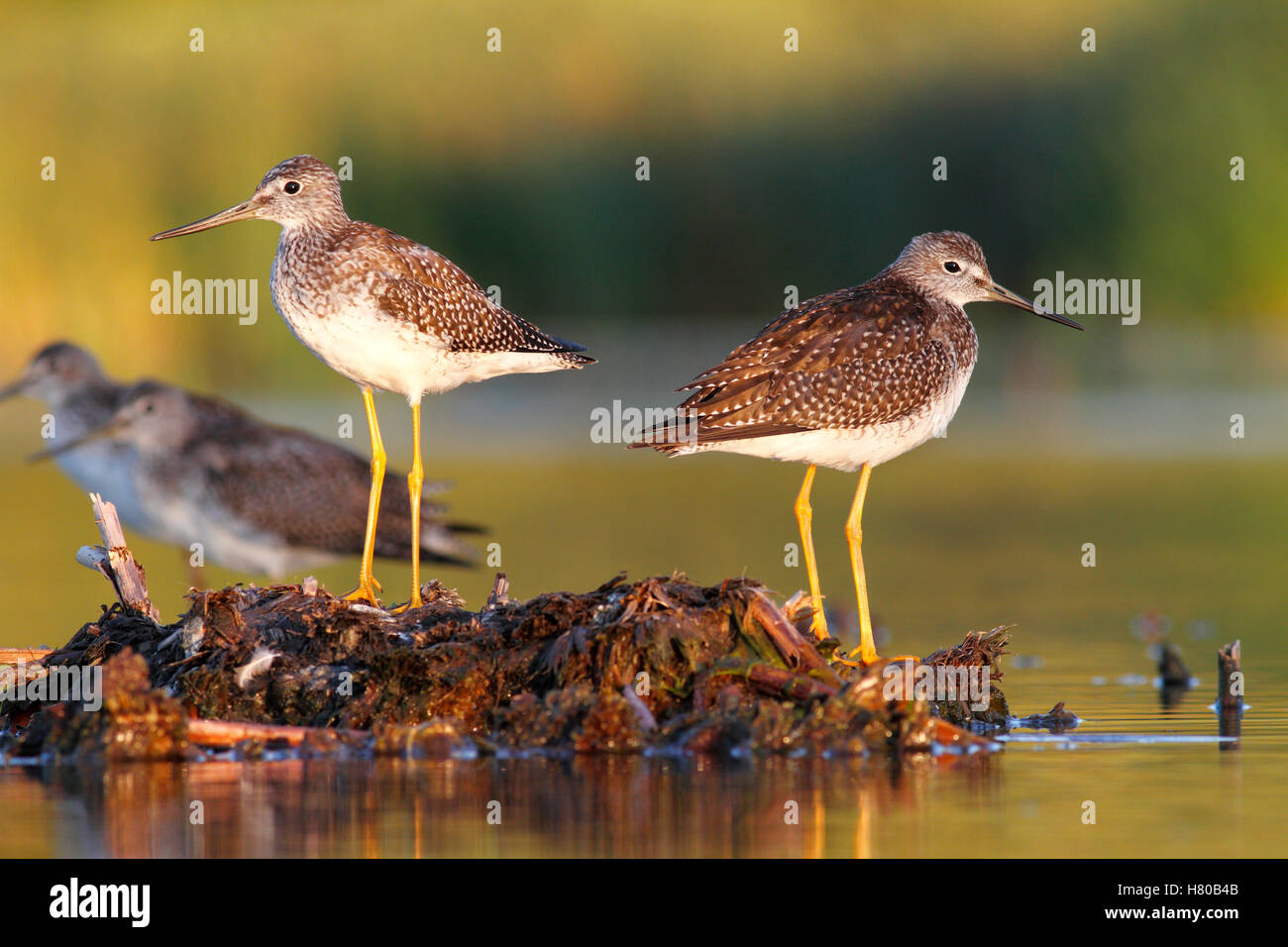 Greater Yellowlegs (Tringa melanoleuca) pair, Amherst Point Federal ...