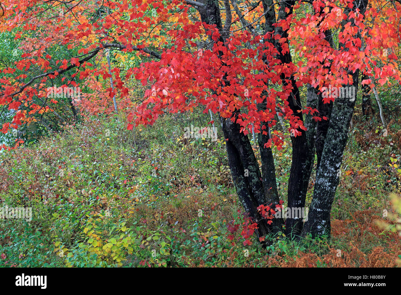 Red Maple (Acer rubrum) in autumn foliage, Annapolis Valley, Nova ...