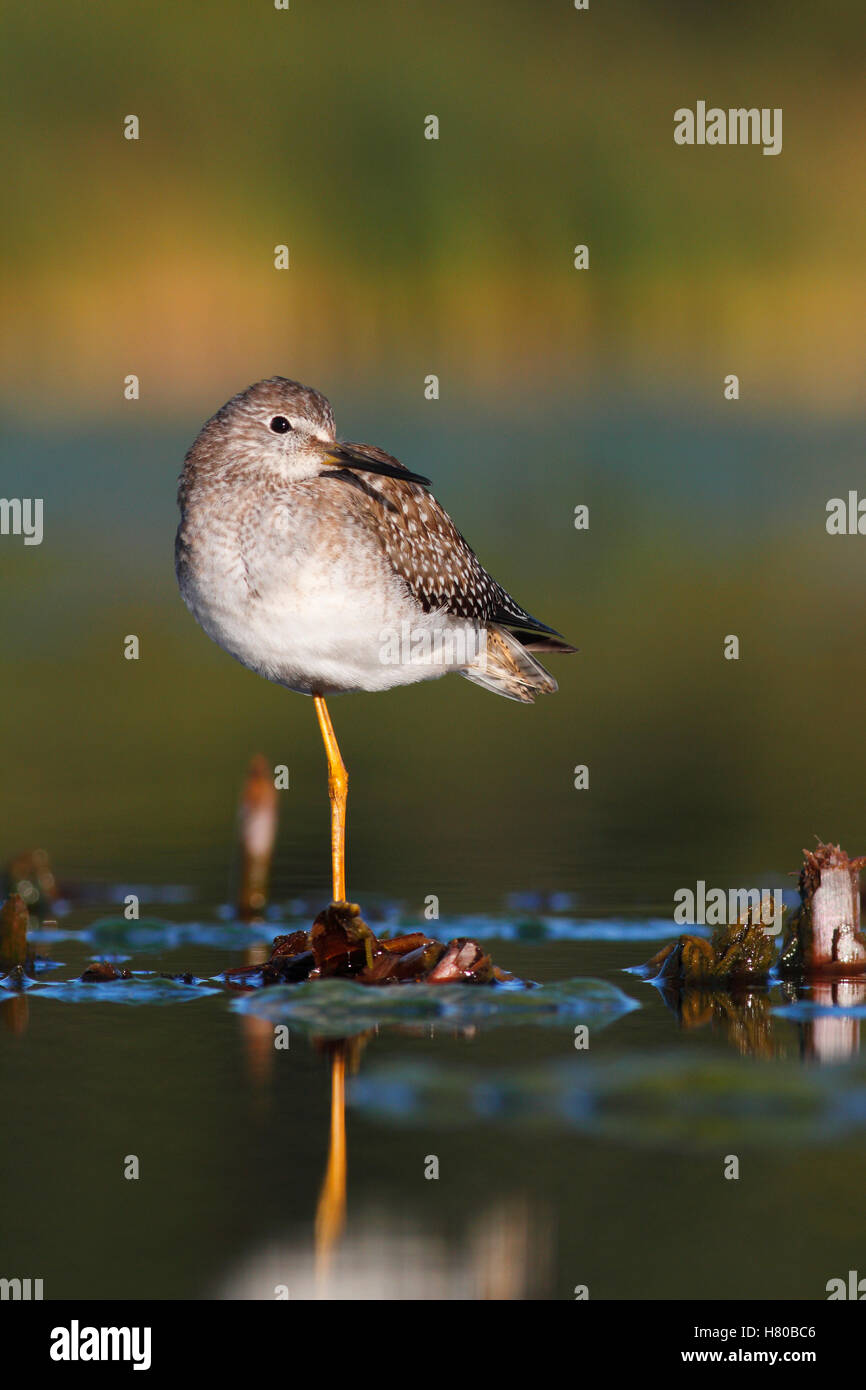 Lesser Yellowlegs (Tringa flavipes), Amherst Point Federal Migratory ...