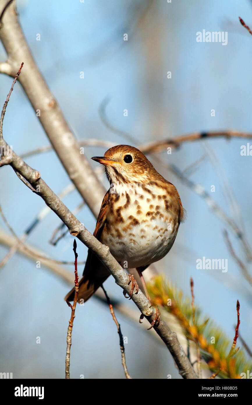 Hermit Thrush (Catharus guttatus), Nova Scotia, Canada Stock Photo - Alamy